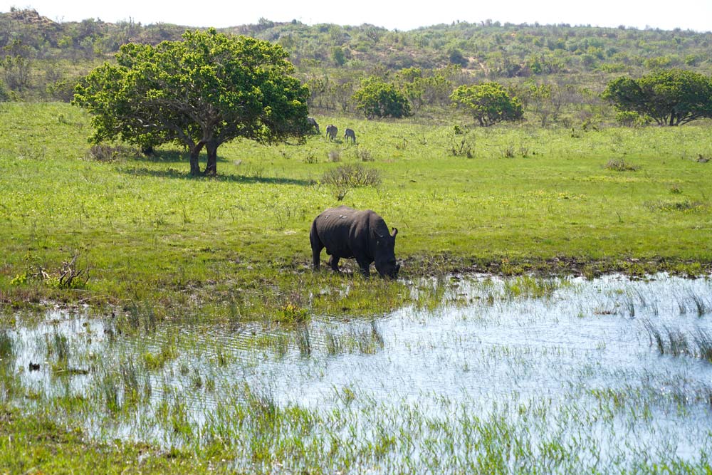 Guía para visitar el Parque del Humedal de iSimangaliso
